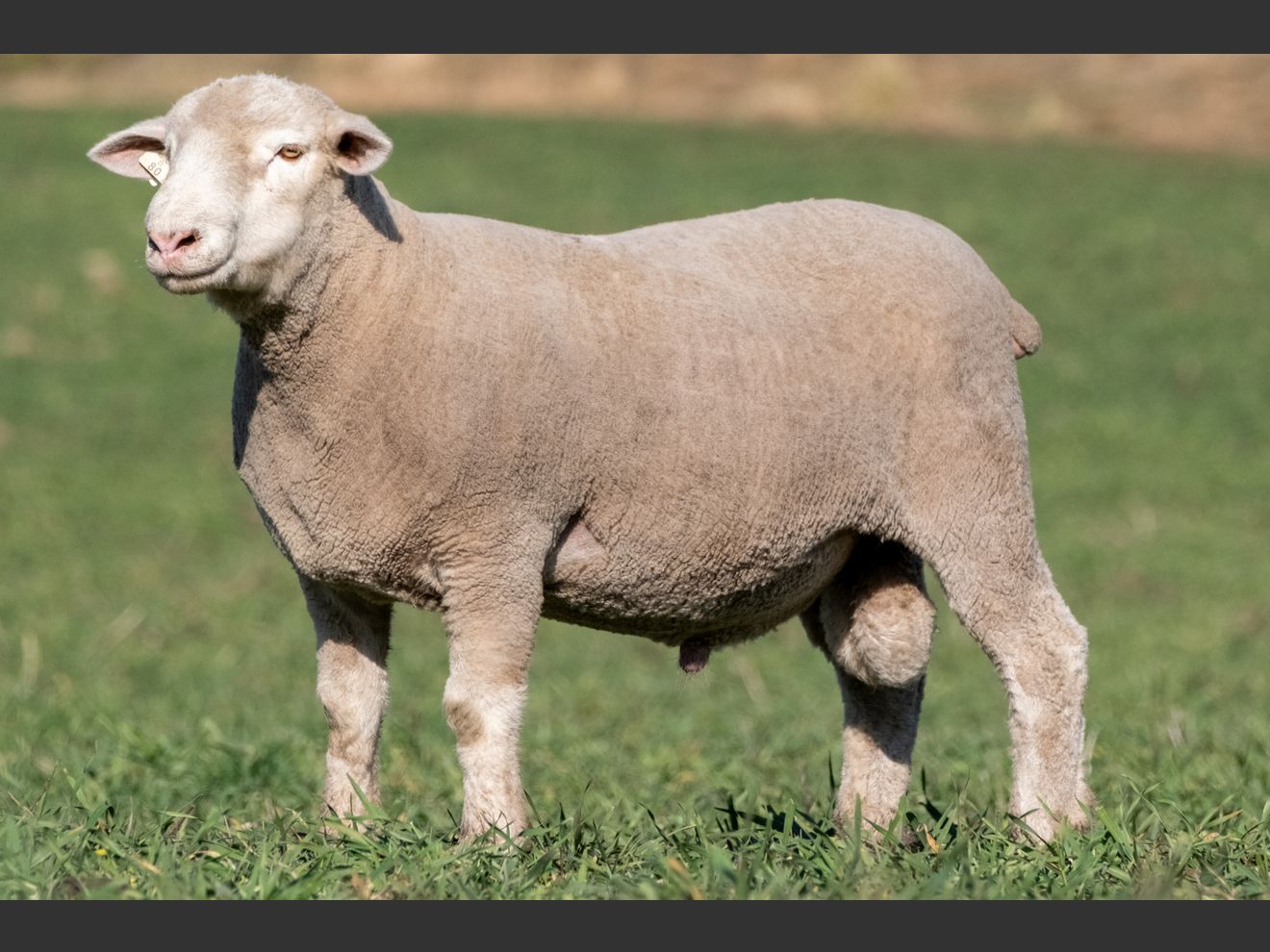 Lot 68 | AVOCA SUSSEX AND DORMER PRODUCTION SALE | SwiftVEE | Livestock ...