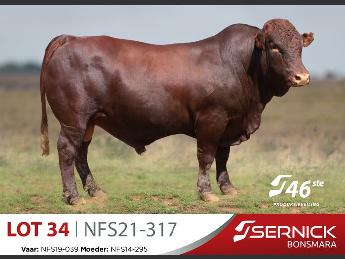 Lot 34 | SERNICK BONSMARA 46STE PRODUKSIEVEILING | SwiftVEE | Livestock ...