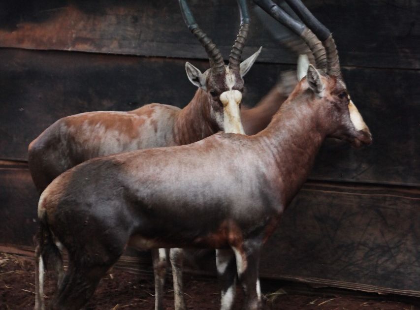Lot 10 | THABAZIMBI WILDLIFE SERVICES WILDVEILING TROFEE JAGDIERE ...
