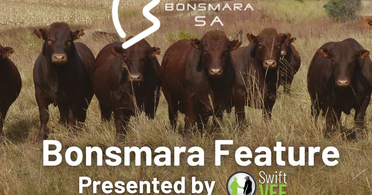 Lot 1A | BONSMARA SA FEATURE | SwiftVEE | South Africa’s Leading Online ...