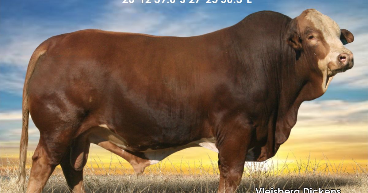 TRIFECTA SIMBRA GROEP PRODUKSIEVEILING | SwiftVEE | Livestock & Cattle ...