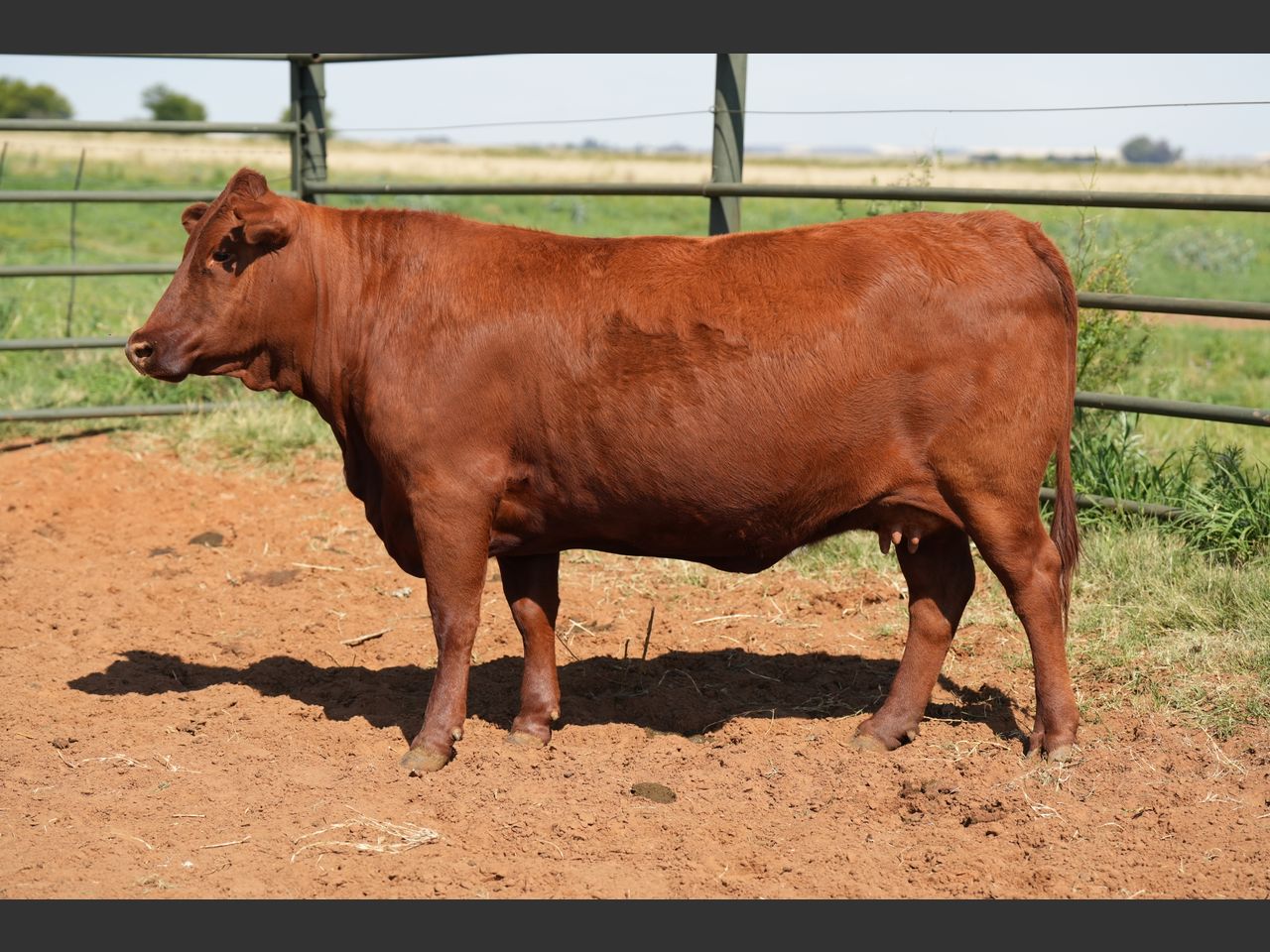 Lot 23A | THUSO BONSMARAS TOTALE UITVERKOPING | SwiftVEE | Livestock ...