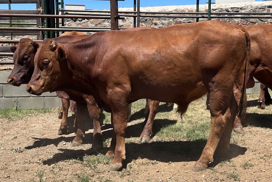 Lot 9 | KOFFIEBUS & TEEBUS WEANER SALE | SwiftVEE | South Africa’s ...