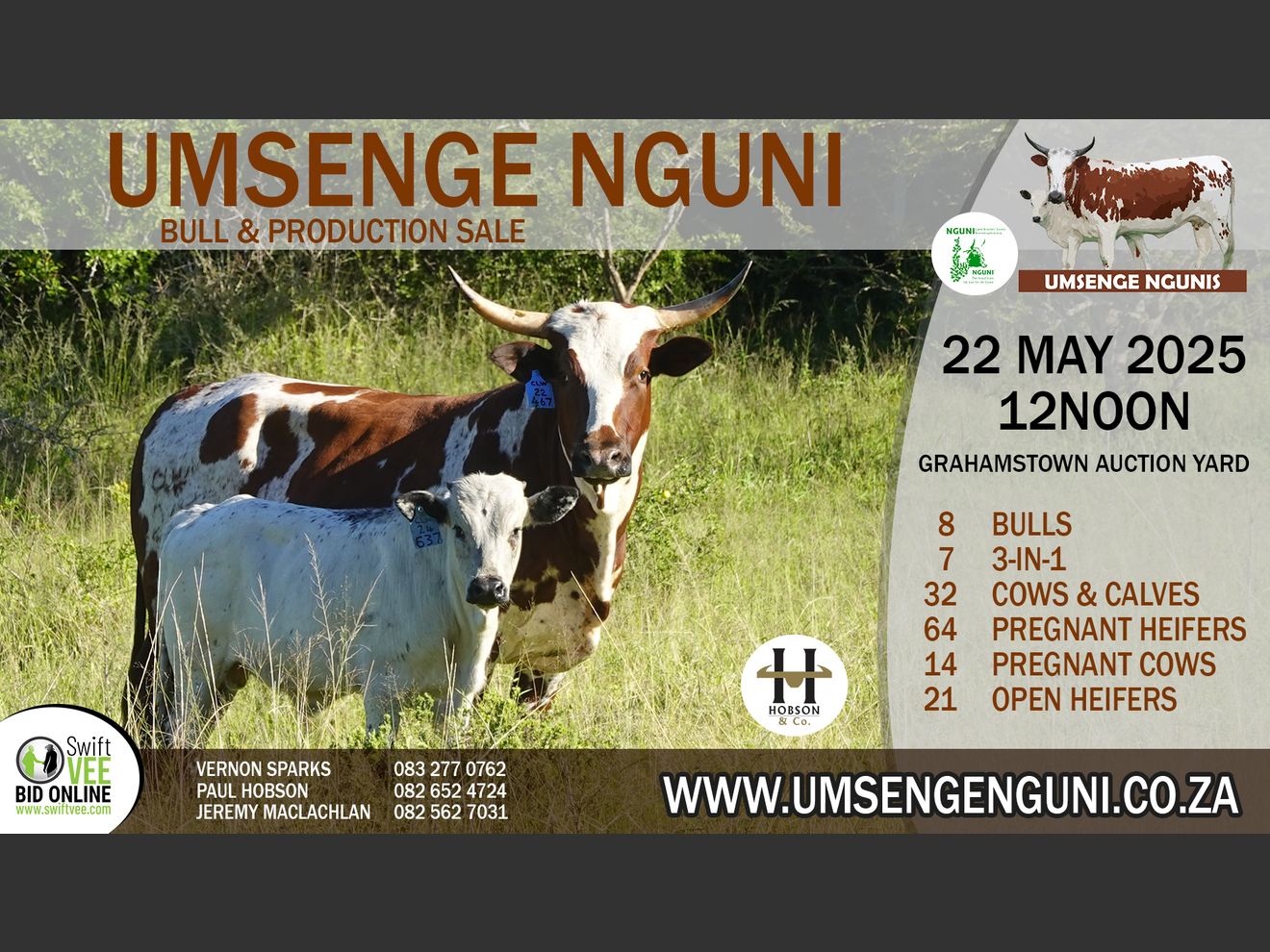 Lot 1A | UMSENGE NGUNI'S 25TH BULL & PRODUCTION SALE | SwiftVEE ...